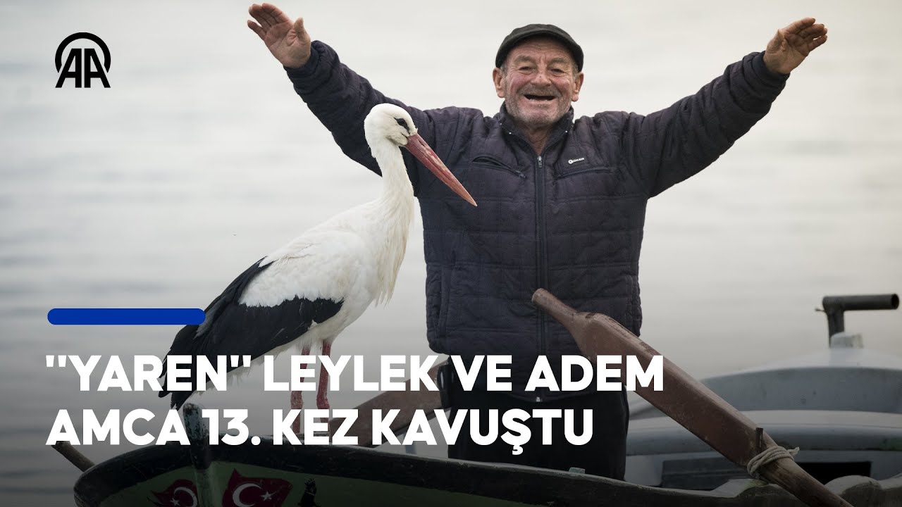 Bir Leyleğin Sadakati: Yaren Leylek, 13 Yıldır Balıkçı Adem'i Ziyaret ...