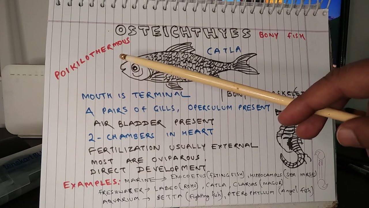 Super Class Pisces aka Fish #AnimalKingdom - YouTube