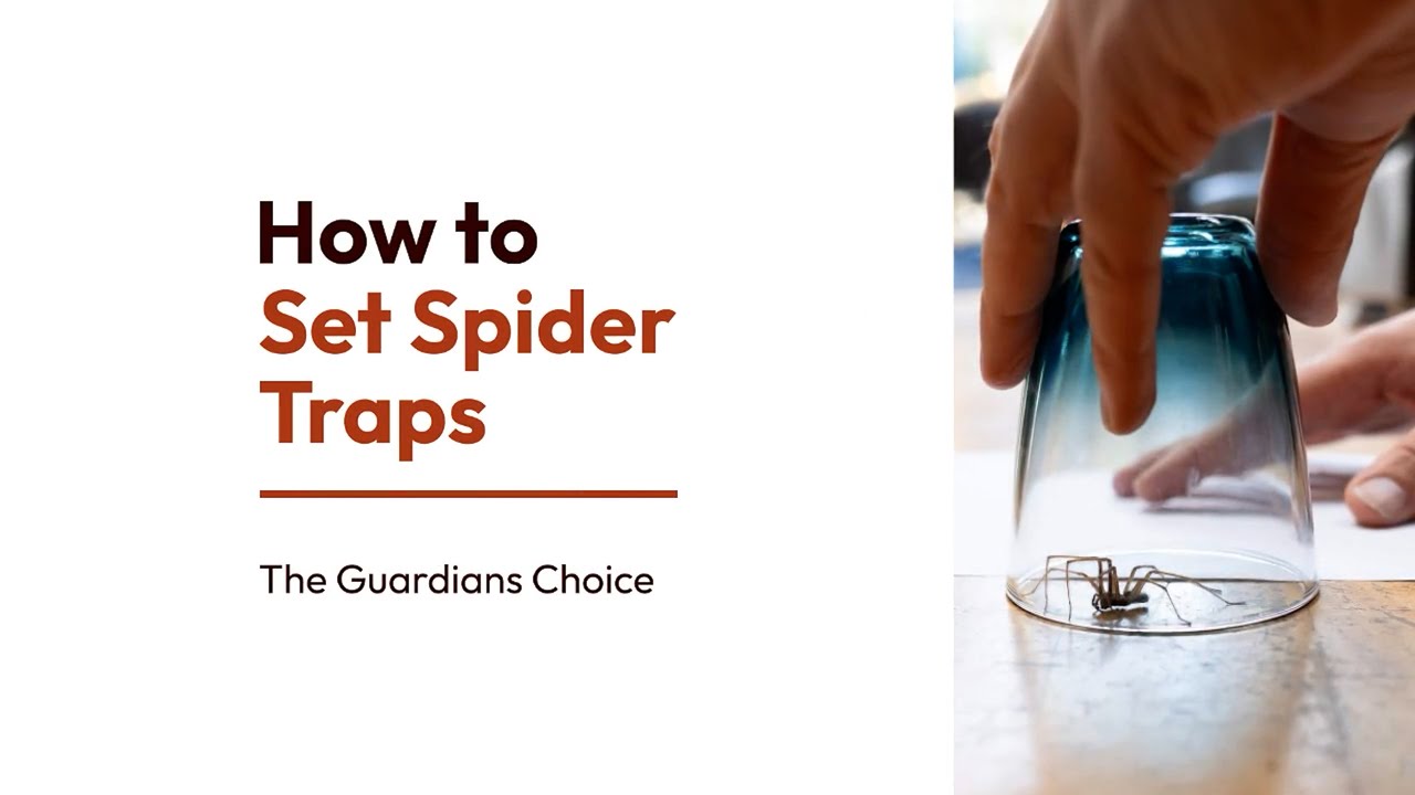How to Set Spider Traps | 13 Steps | The Guardans Choice - YouTube
