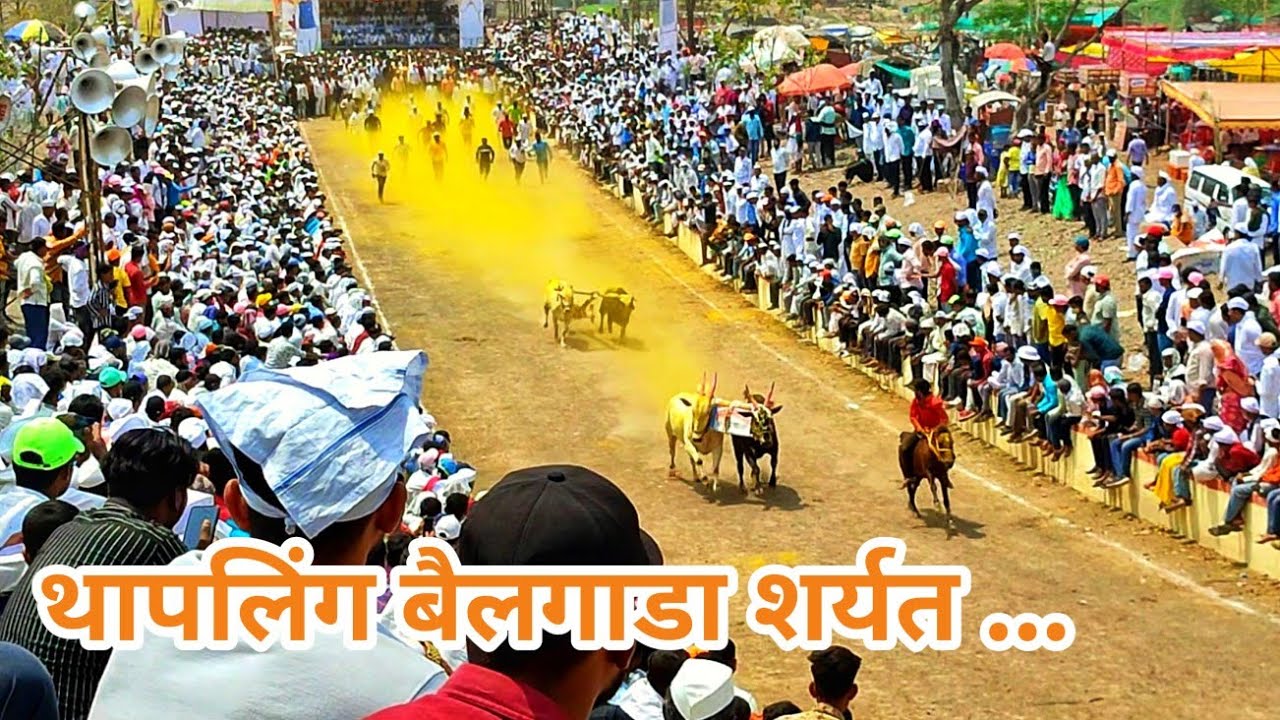 Thapling bailgada sharyat | थापलिंग बैलगाडा शर्यत | bailgada sharyat ...