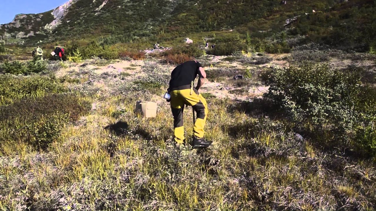 south Greenland tree planting September 2015 - YouTube