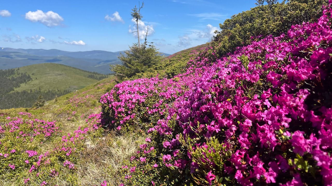 Trail in muntii Lotrului | Prejba - Voinesita - Sterpu -Coasta Caineni ...