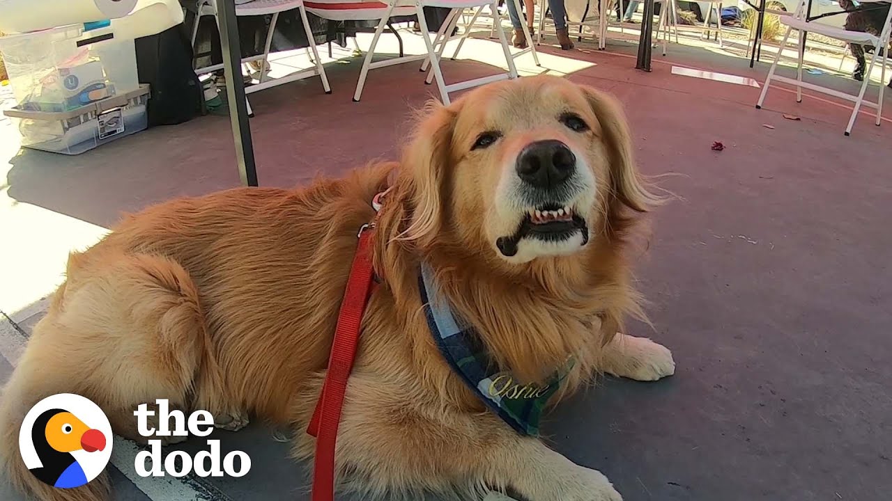 Dog Can't Wait To Reunite With His Marine Mom | The Dodo - YouTube