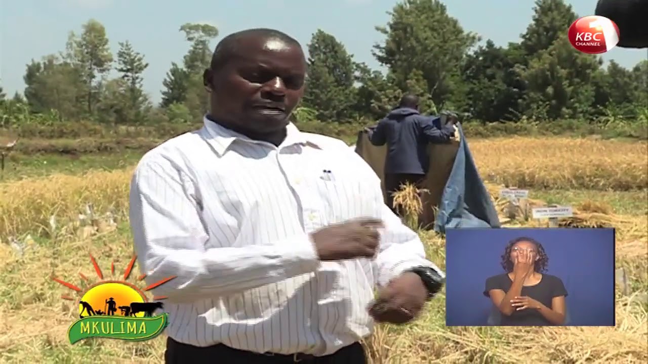 Mkulima: Kilimo cha mchele/mpunga - YouTube