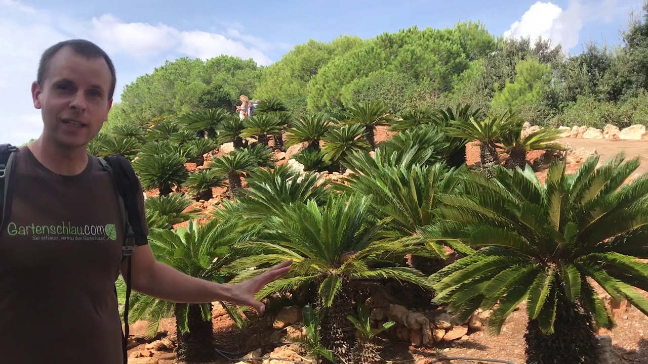Palmfarne (Cycadales) im botanischen Garten auf Mallorca ...