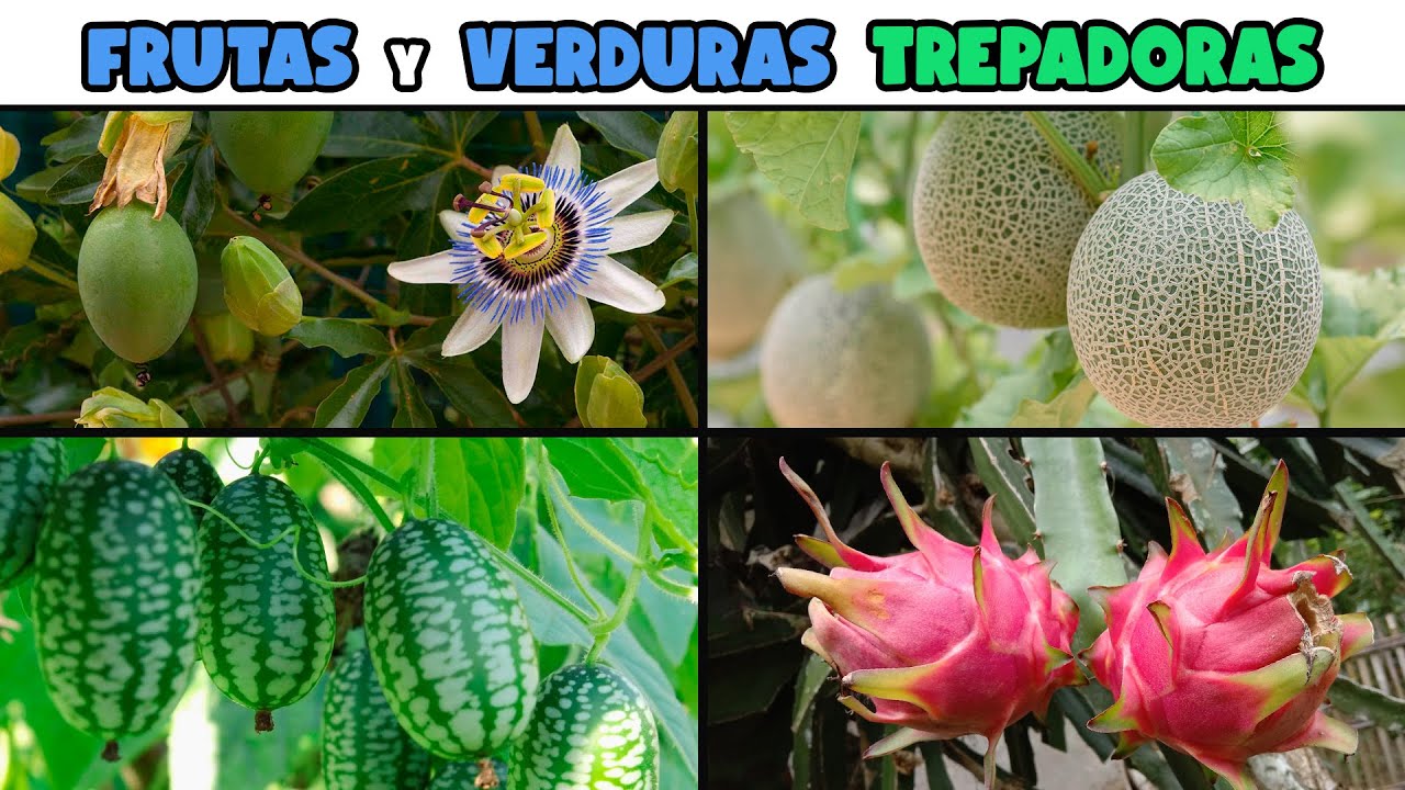 Jardines Con Flores Frutas Y Verduras