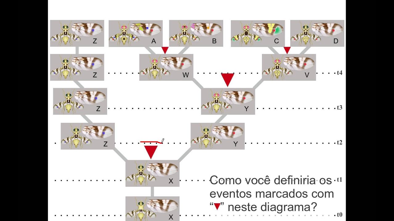 Anagênese, Cladogênese e Diversidade Biológica - YouTube