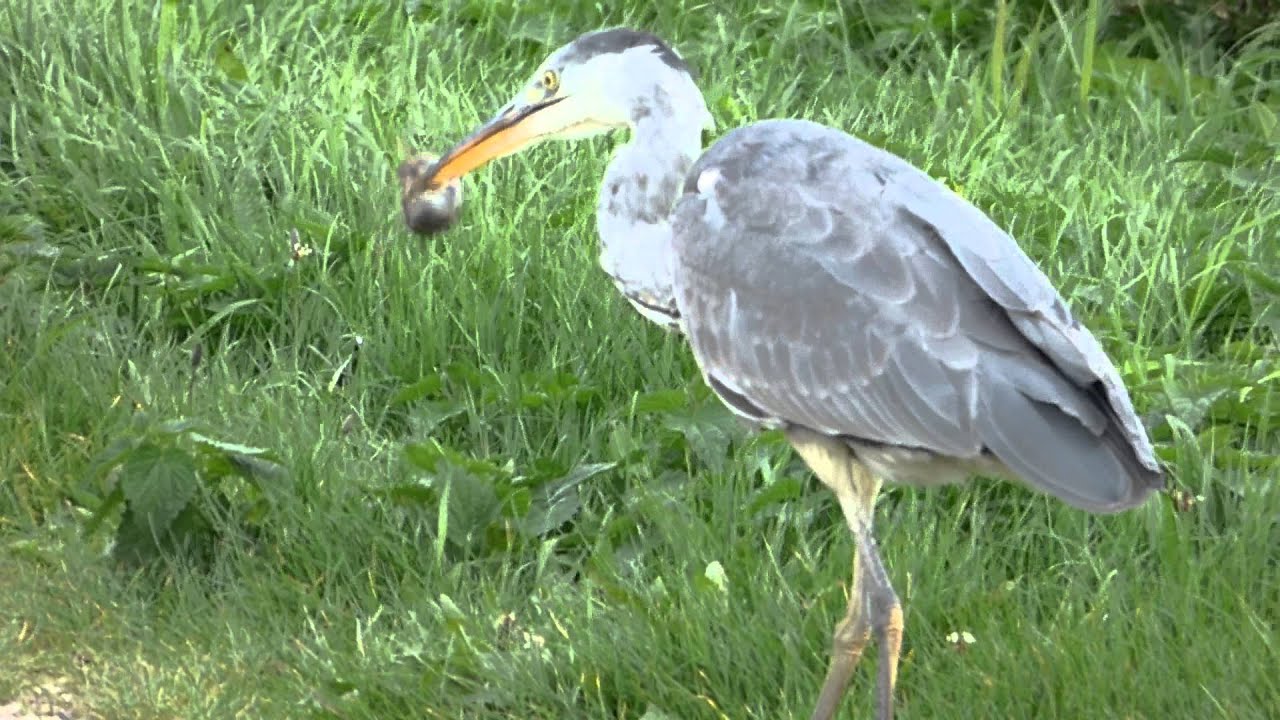 Vroege Vogels - Blauwe reiger eet muis - YouTube