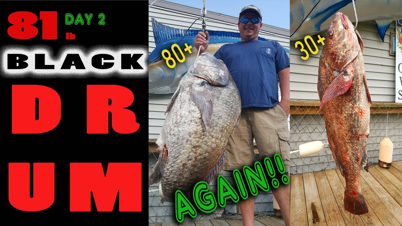 Day 2 Black Drum Tourney Eastern Shore Chris' Bait & Tackle ANOTHER 80+lb Drum! Same hole Same ...