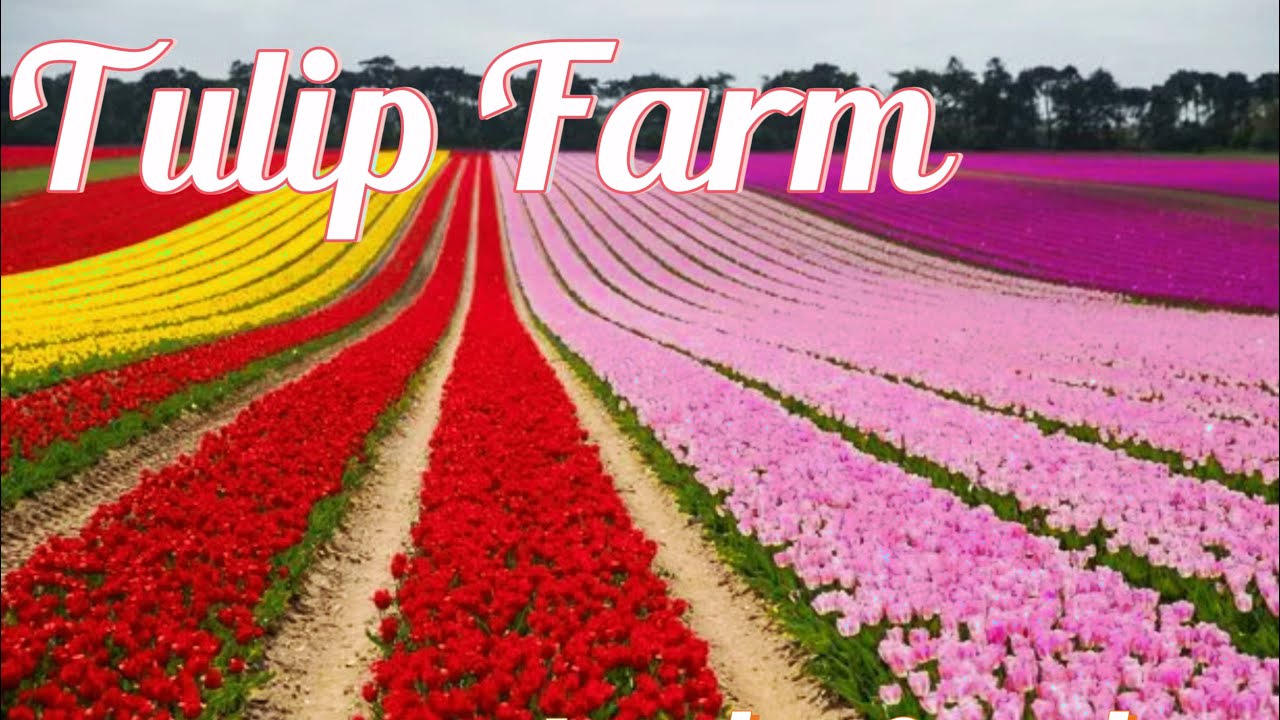 TULIP FARM CRAWLEY | London | Shorts - YouTube