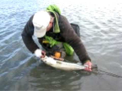 Port O'Connor, TX - 30 inch Trout -11/30/08 - Tom Horbey - YouTube