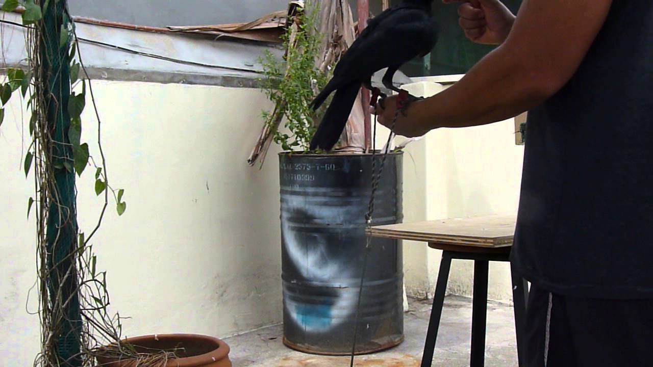 crow-basketball - YouTube