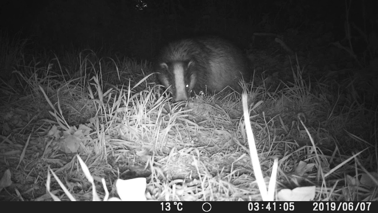 Mummy Badger - YouTube