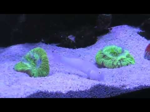 Paul's Red Sea Reefer 450 - Bed time for Chalk Goby - YouTube