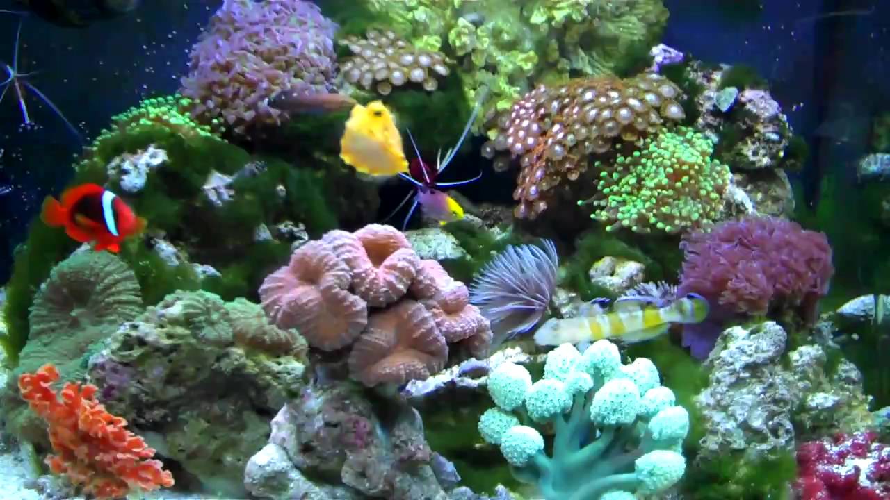 Thomas' 29g Biocube/ 13months old - YouTube