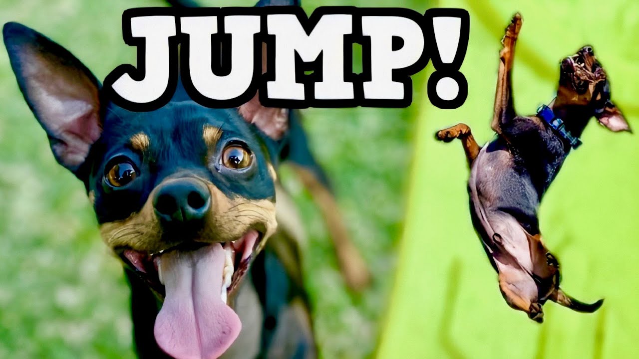 Rambo's Jumping & Frisbee Compilation! - Chipin (Chihuahua/Miniature ...