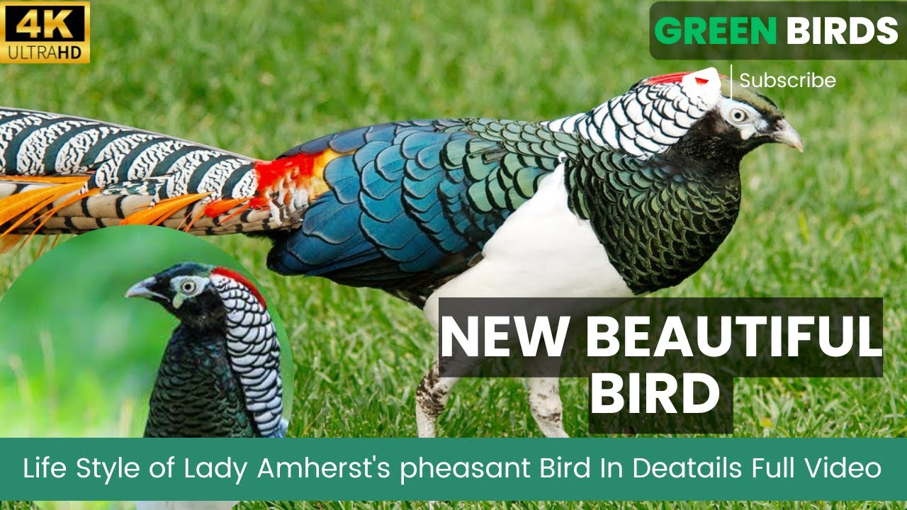 A Truly Unique and Beautiful Bird You Won't Forget! 🐦 | Green Birds ...