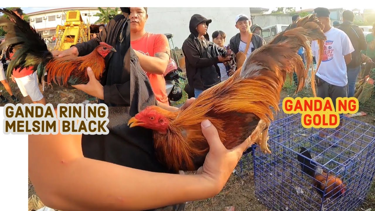 PRICE UPDATE NG MGA MANOK SA BOCAUE BULACAN - YouTube