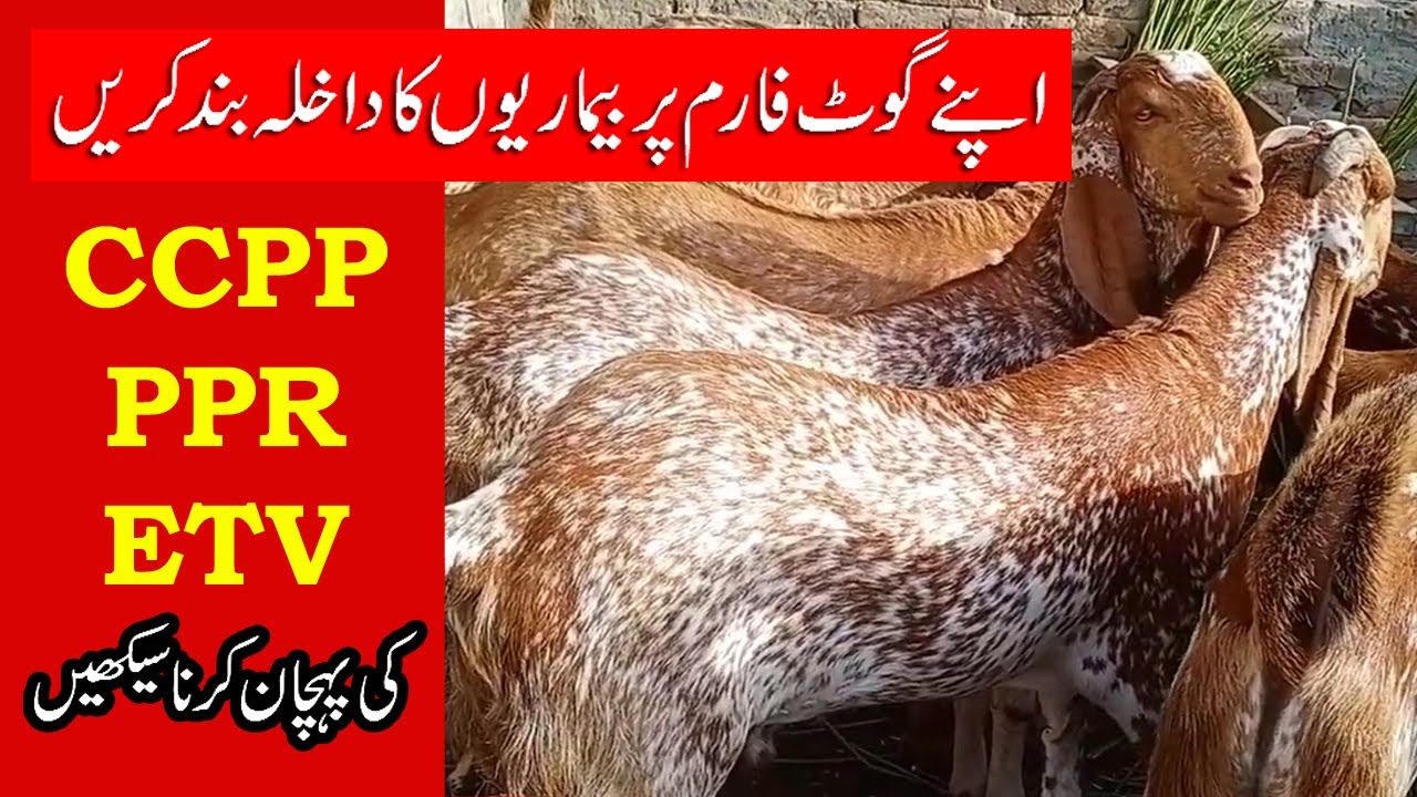 Goat Farm Say Bimariyon ka Khatma | CCPP | PPR | ETV Ki Pehchan - YouTube