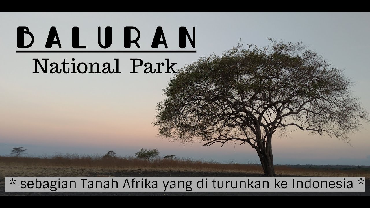 Taman Nasional Baluran | Africa Van Java - YouTube