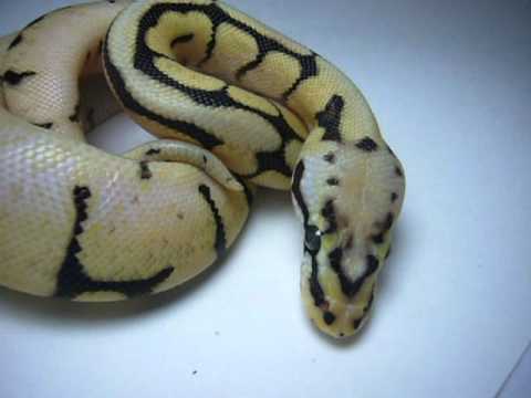 bumble bee ball pythons - YouTube