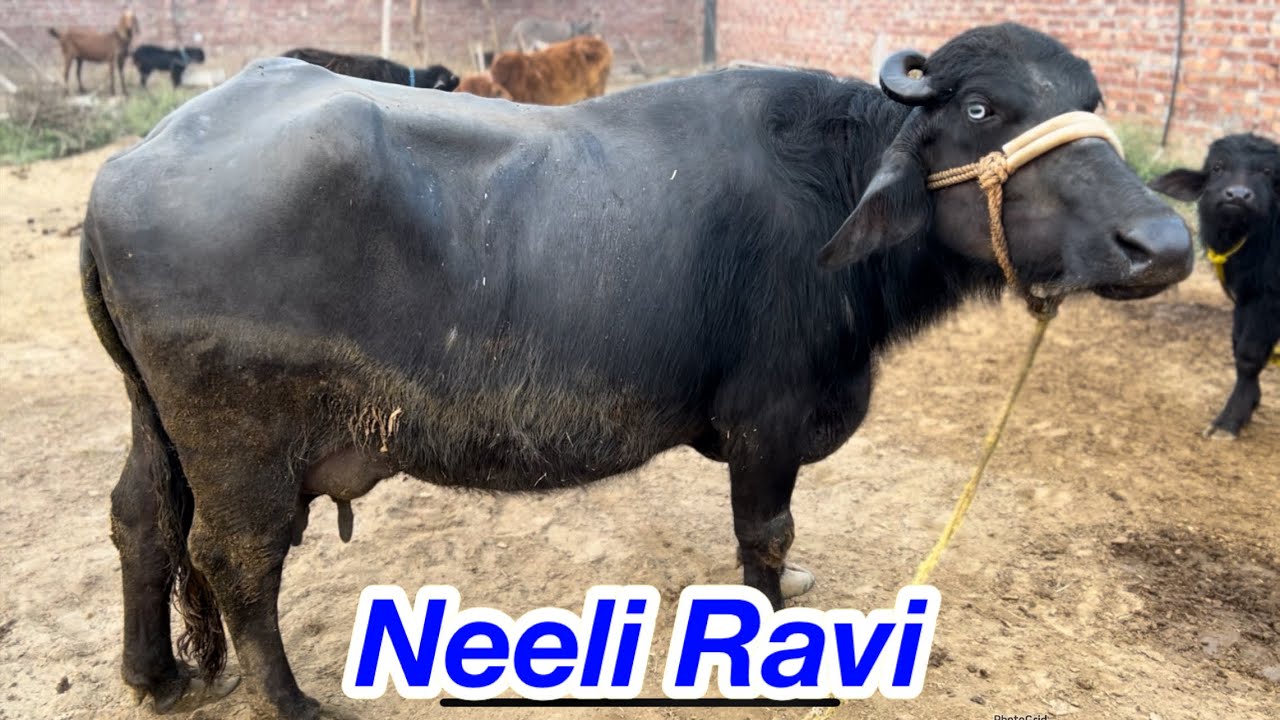 Pure Neeli Ravi Buffalo 🐃 || New addition ️ - YouTube