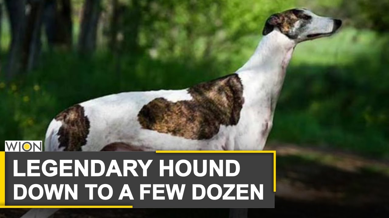 Bangladesh's treasured Sarail hounds face extinction | Sarail's known ...