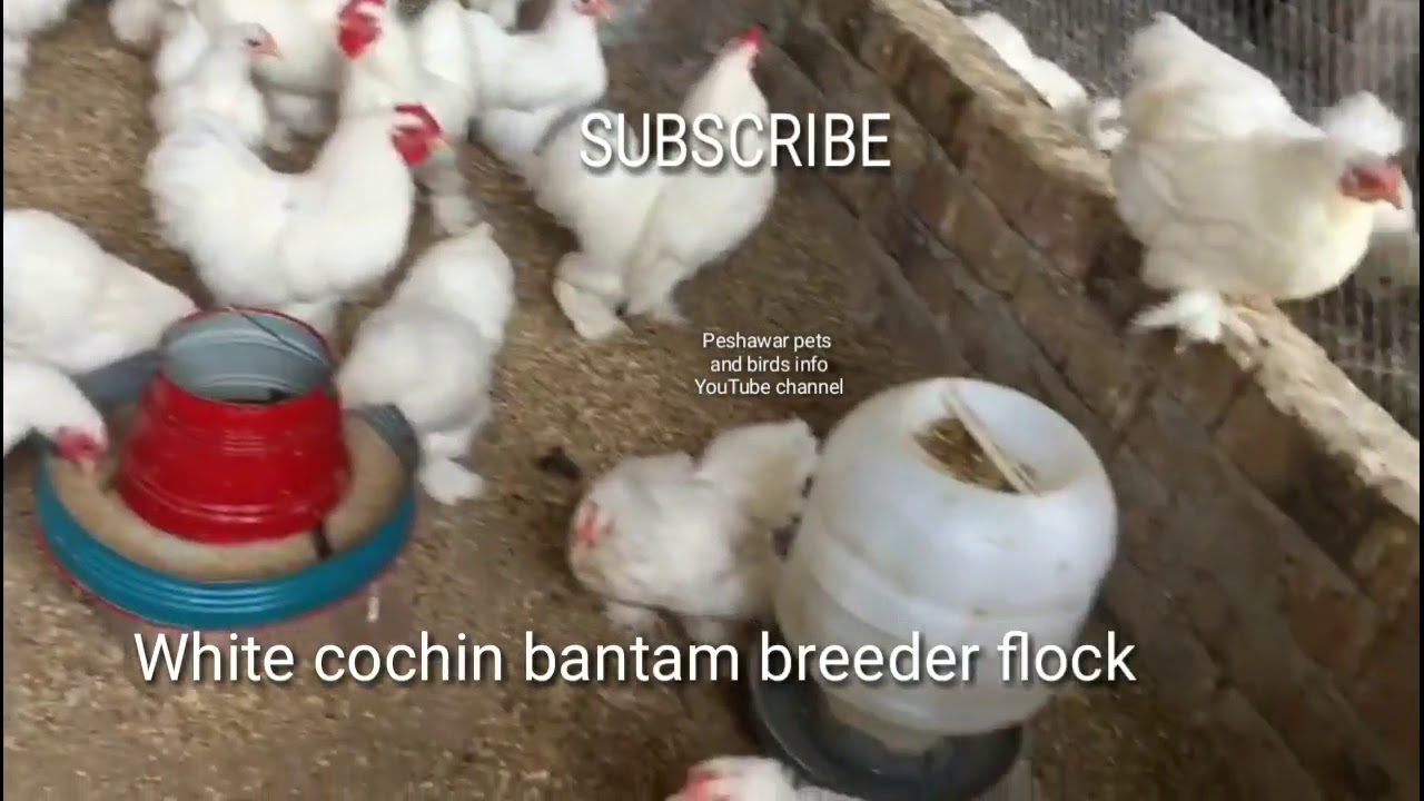 White cochin bantam breeder flock...egg laying breeders video - YouTube