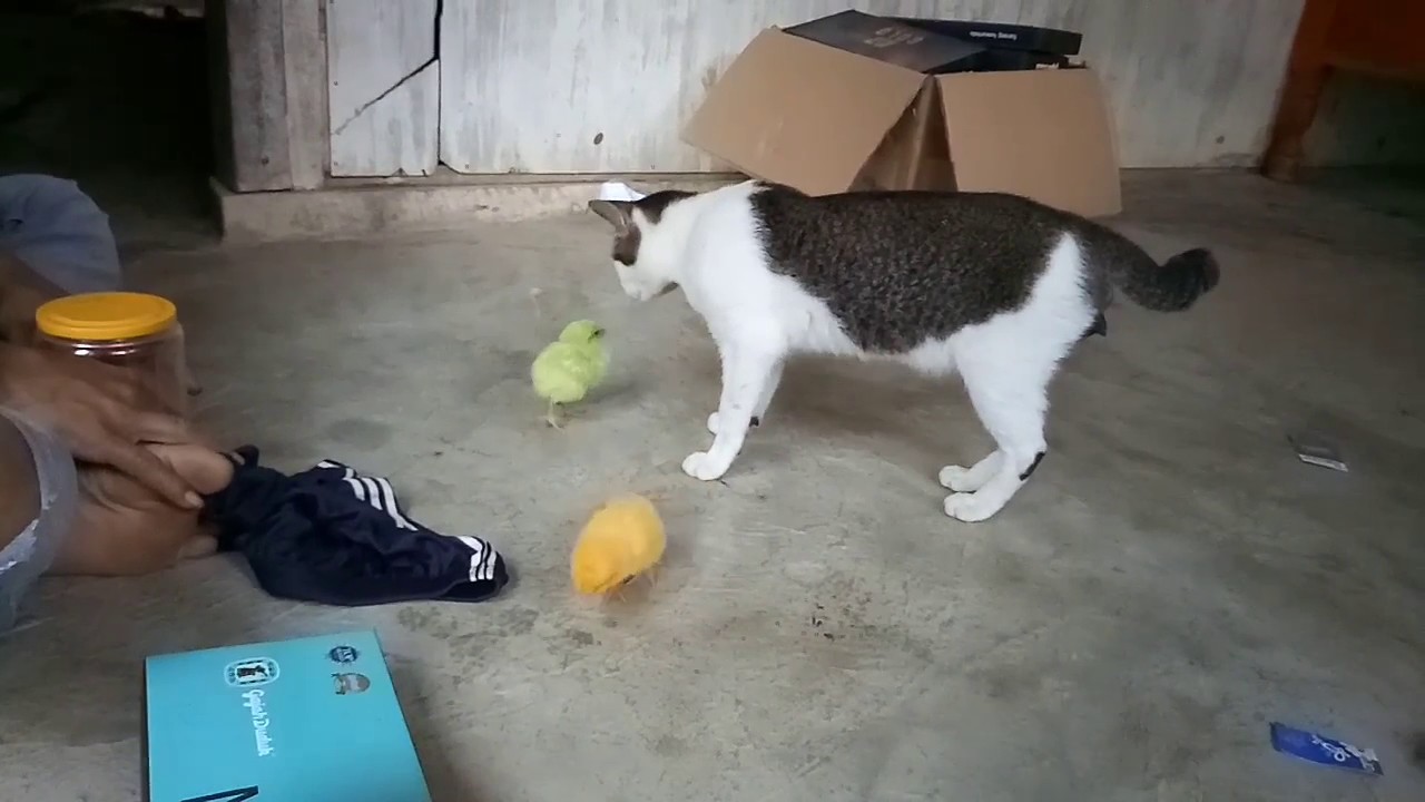 Kucing penakut,by ilham setiawan - YouTube