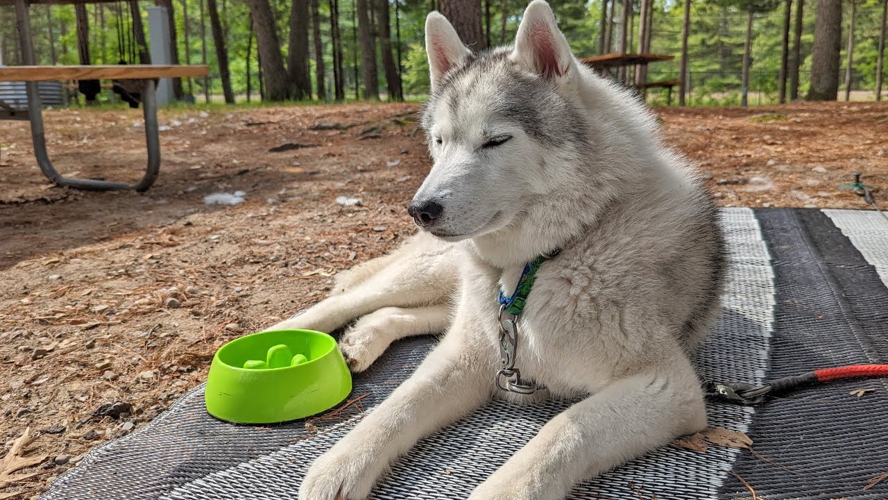 My Husky Got All DIRTY Camping! - YouTube