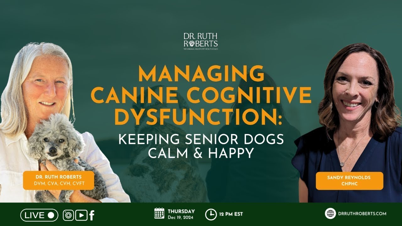 Managing Canine Cognitive Dysfunction Keeping Senior Dogs Calm & Happy ...