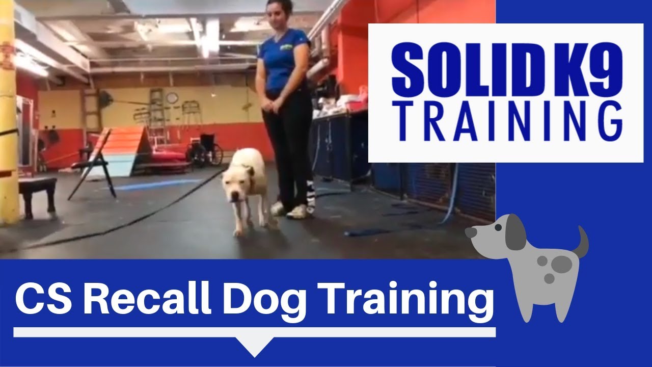 CS Recall Dog Training - Solid K9 Training (2019) - YouTube