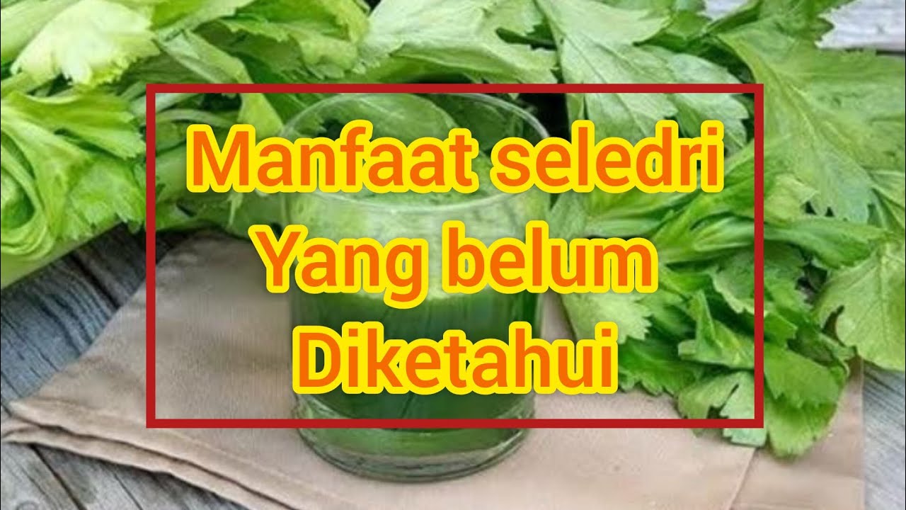 manfaat seledri untuk kesehatan || ramuan jamu tradisional || seledri ...