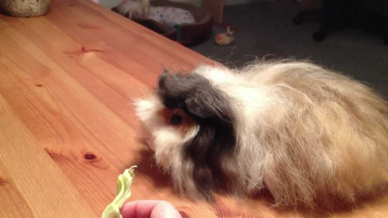 Alpaca Guinea Pig - YouTube