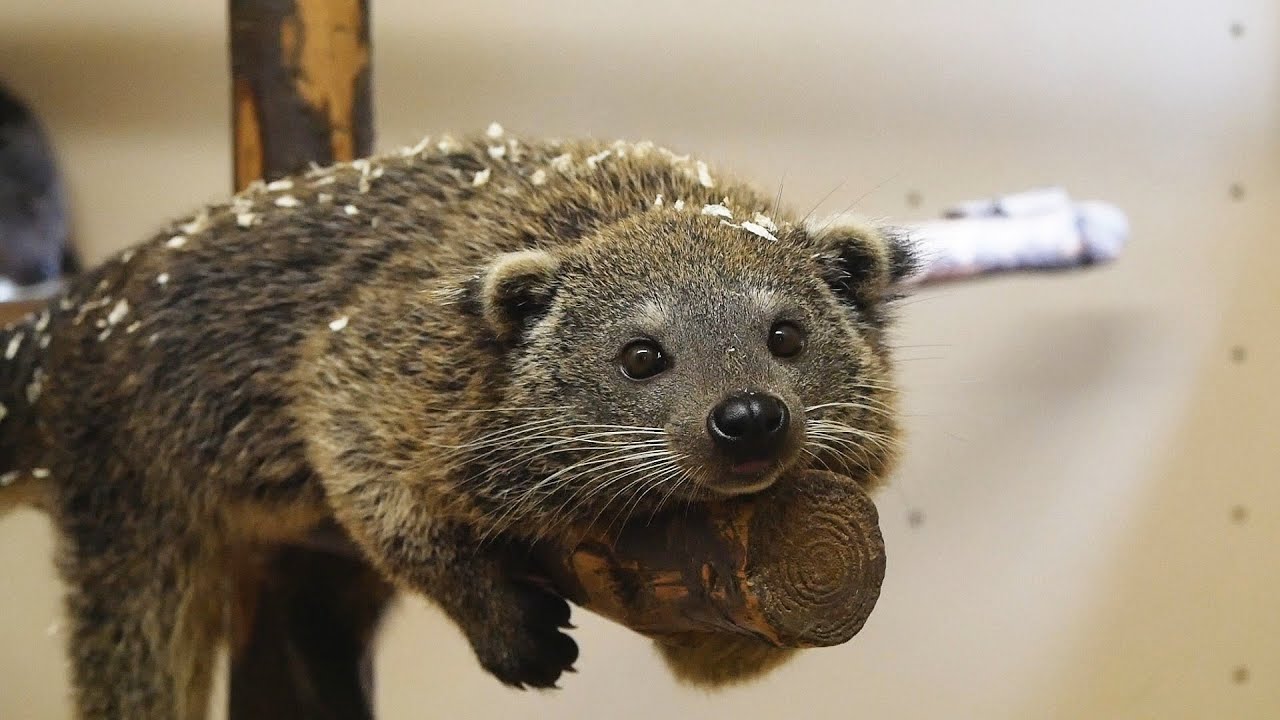 Baby Binturong
