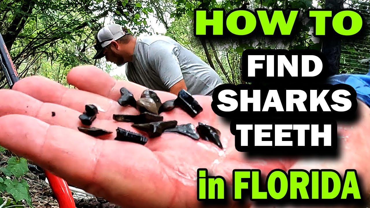 HOW TO find SHARK TEETH and FOSSILS in FLORIDA creek beds! - YouTube