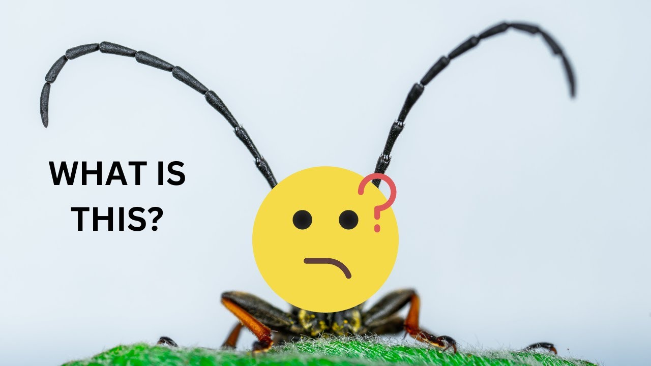 WHAT IS THIS? - YouTube