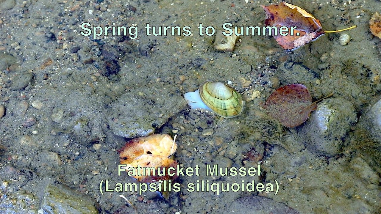 Fatmucket Mussel - YouTube