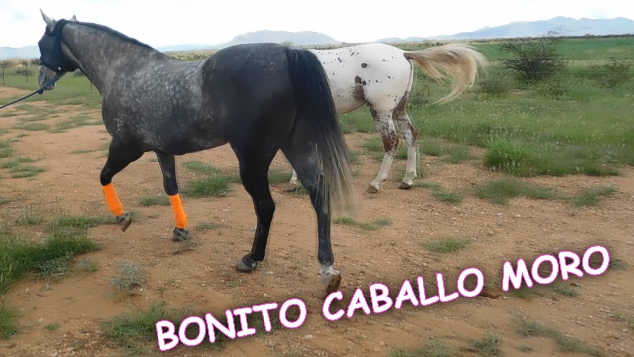 CABALLO MORO - YouTube