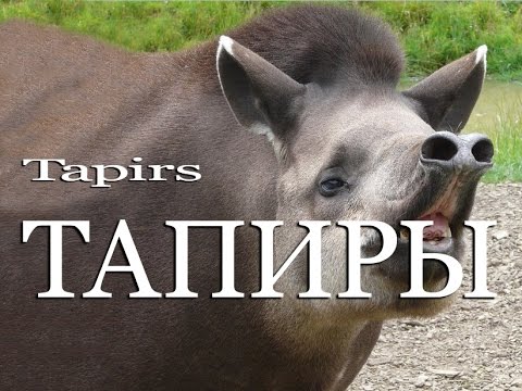 Тапиры — Тapirs1 - YouTube