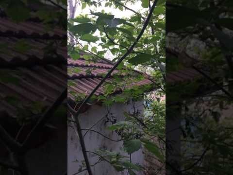 Muhteşem Ezandan Makta