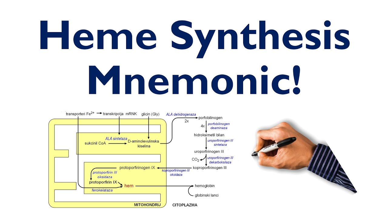 Heme Synthesis Mnemonic Step Nclex Comlex Youtube