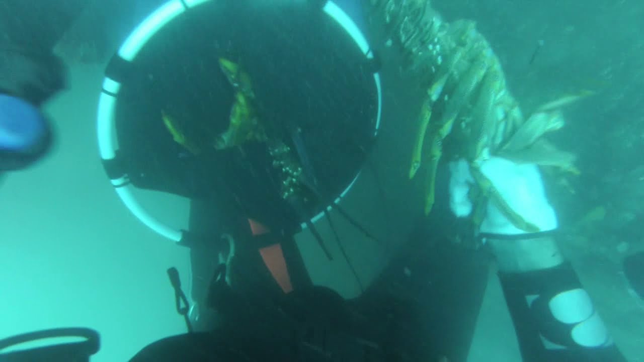 Taranaki dive - YouTube