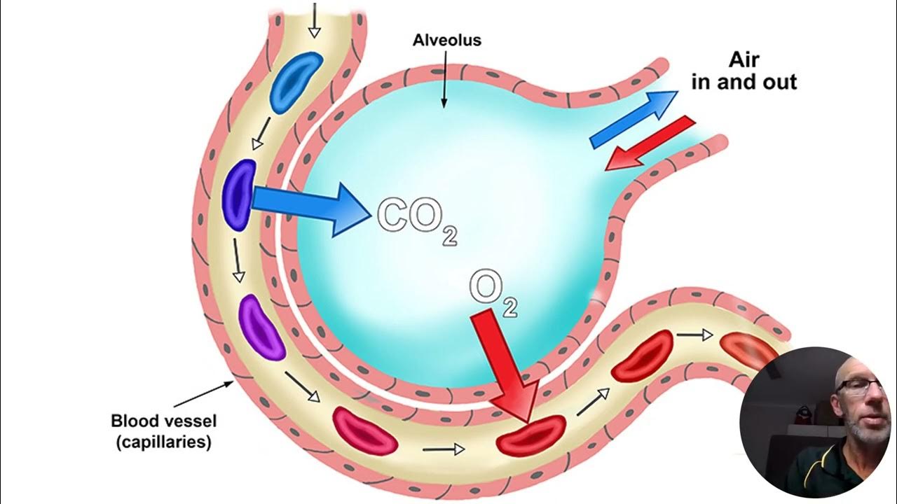 gas exchange in the lungs - Year 8 Science - YouTube