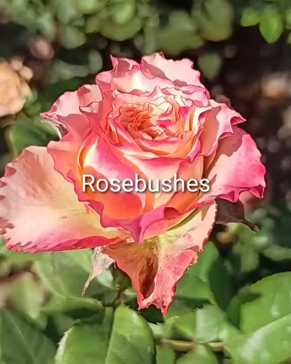 Кантри Спирит Луис. Country Spirit Louise. (ананасная) @rose_bushes161 ...