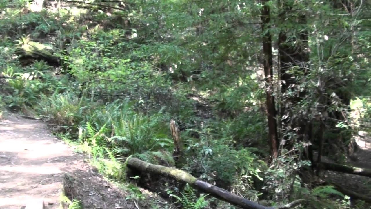 Ed Muir Woods Run #2 - YouTube