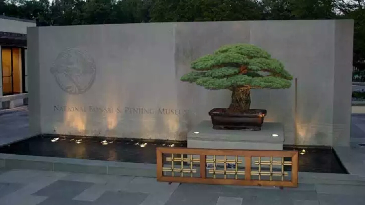 National Bonsai and Penjing Museum Washington DC: PAKISTAN BONSAI ...