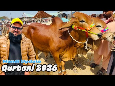 Cow Mandi Update Qurbani 2026 | Desi Sahiwal Cholistani Bachre | Lahori Shauk | Shekhopura Mandi 