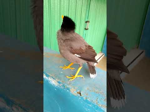 jalak kebo betina birahi ngiwir