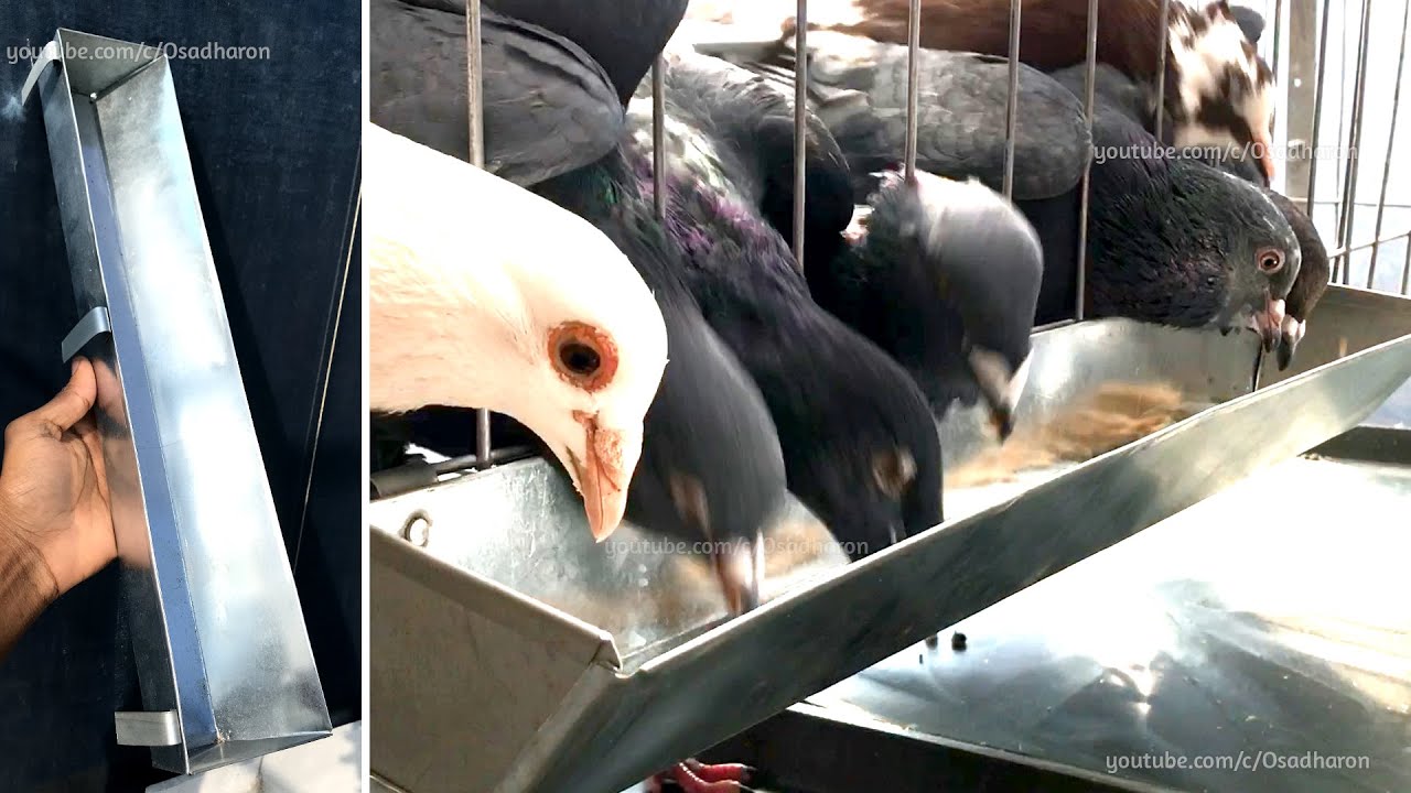 How to make pigeon feeding pot | Many pigeons can be fed together - YouTube